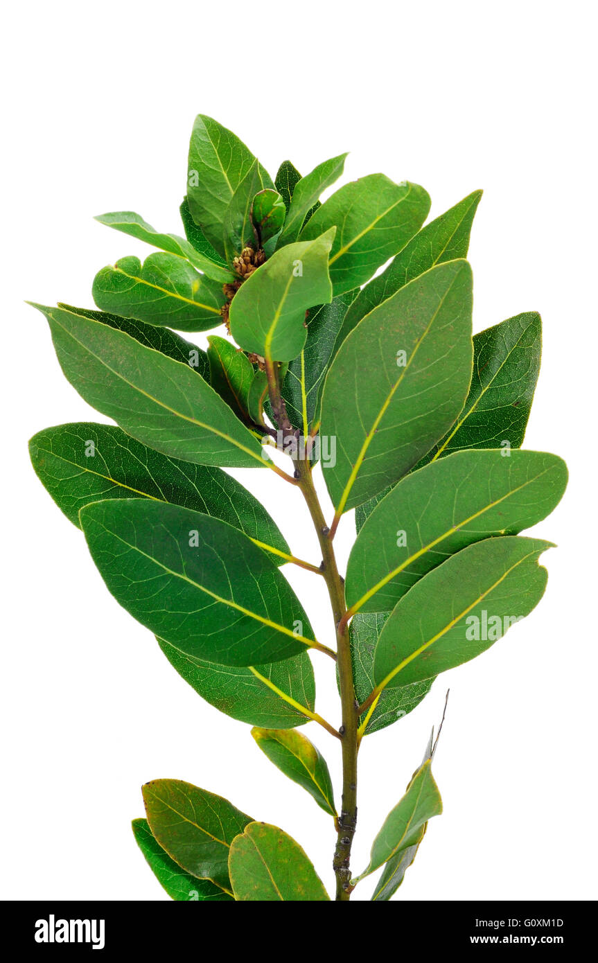 a bunch of laurel on a white background Stock Photo - Alamy