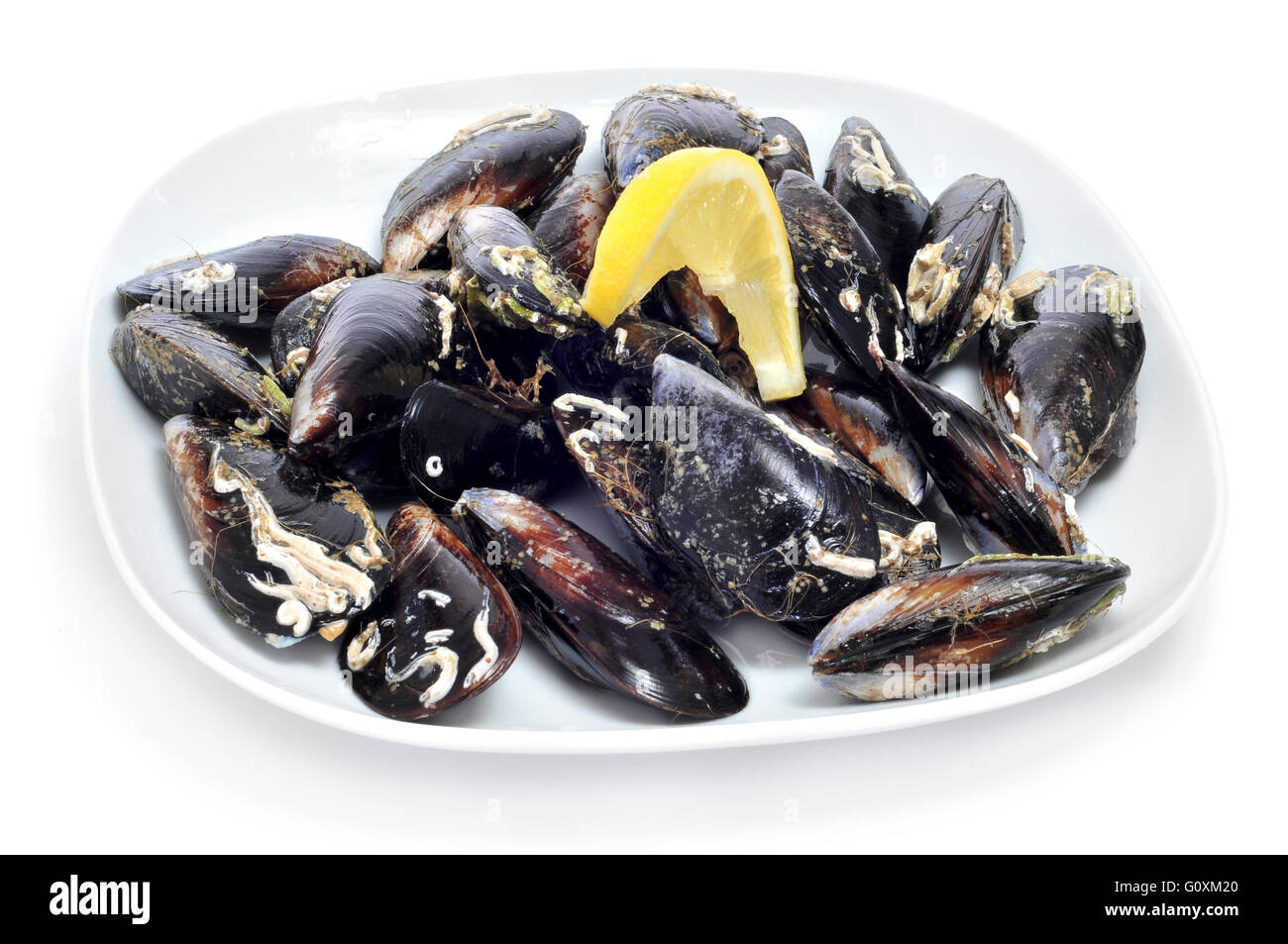 a plate with uncooked mussels on a white background Stock Photo - Alamy