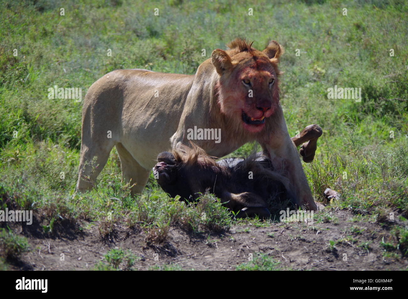 Lion eating wildebeest hi-res stock photography and images - Alamy