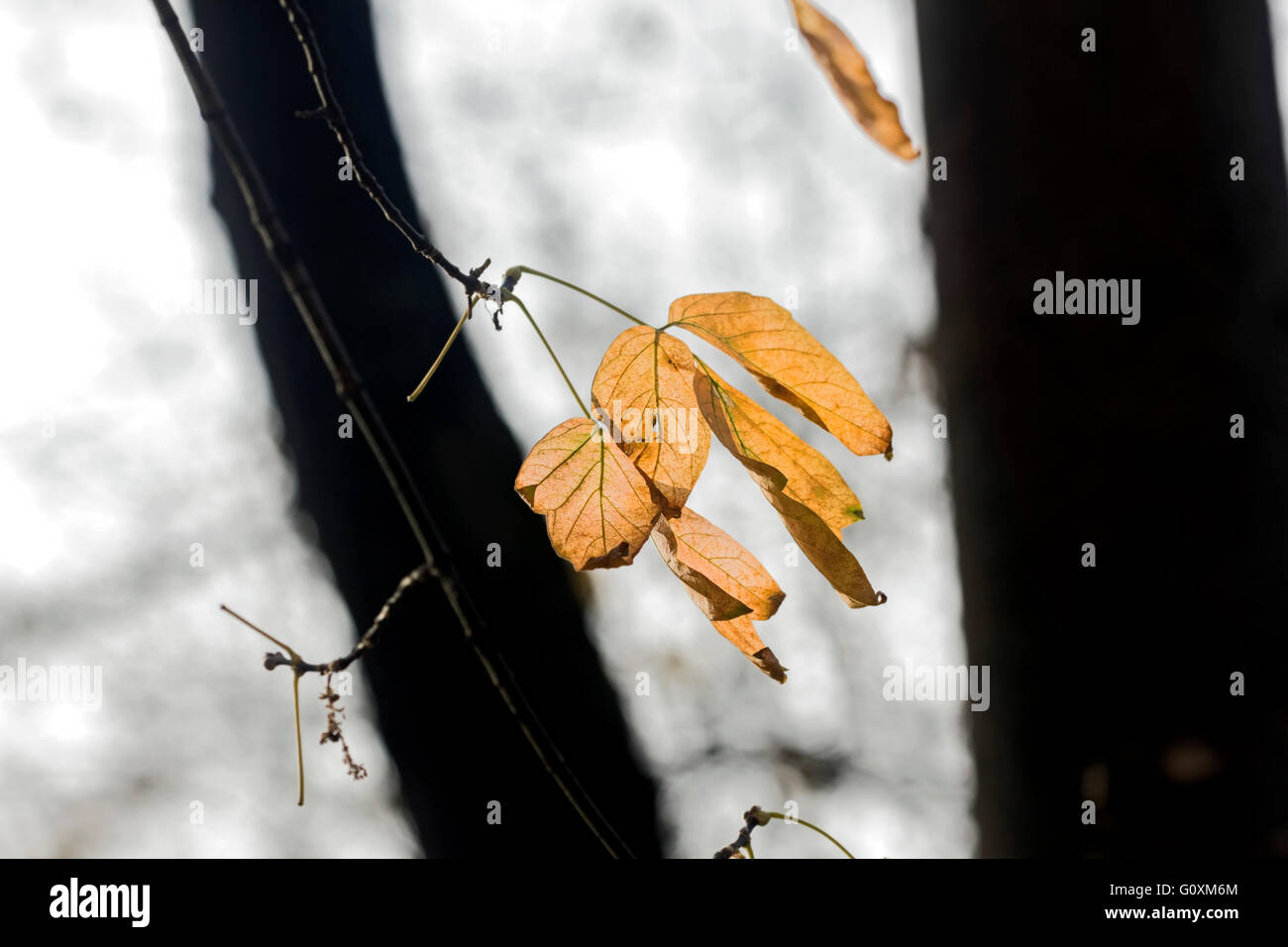 Wind on leaves hi-res stock photography and images - Alamy