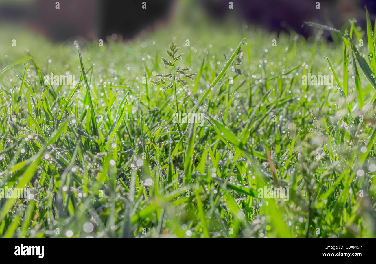 Nice dew on grass hi-res stock photography and images - Alamy
