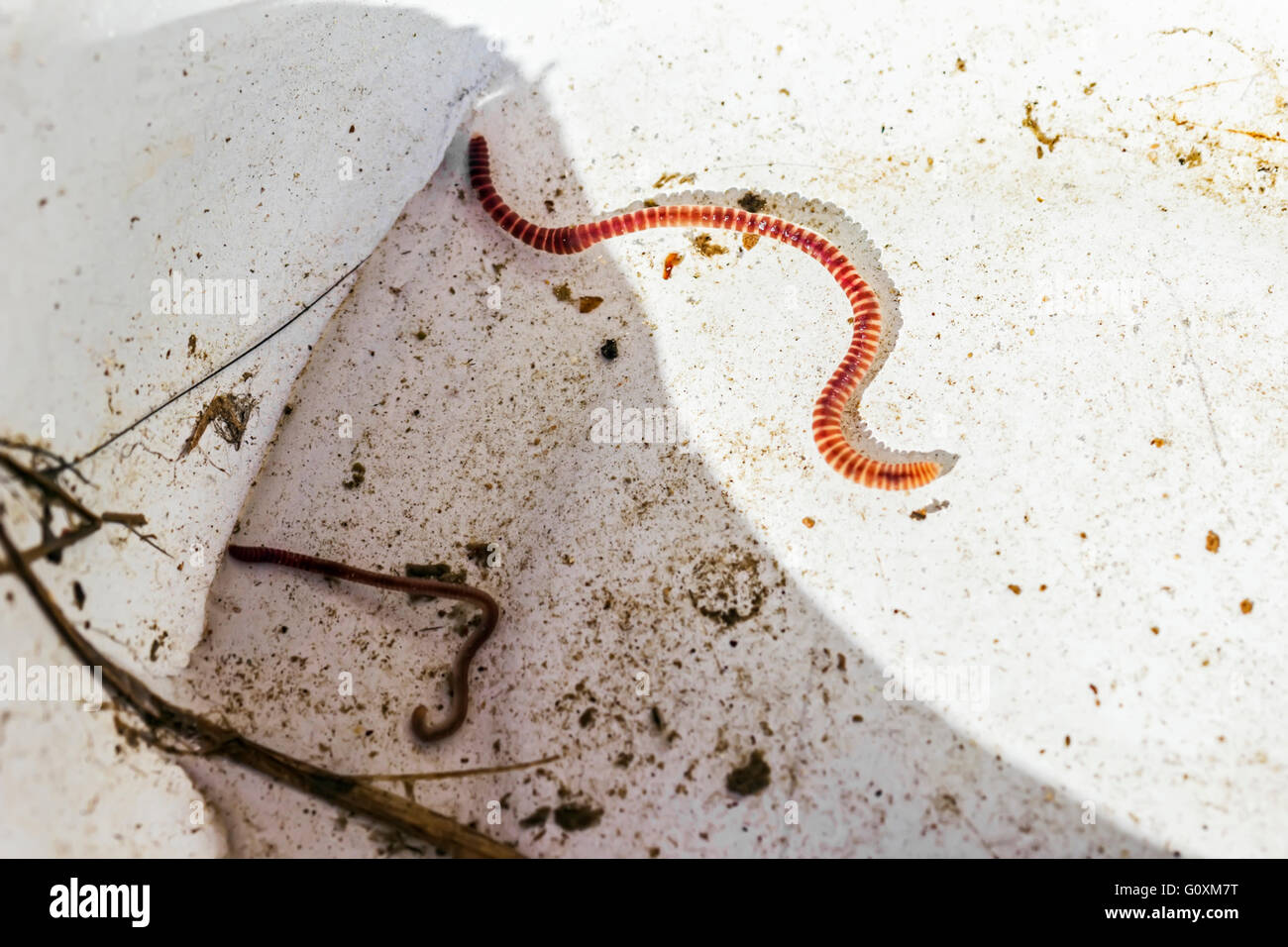 Wonder long worm in water on sunny day Stock Photo - Alamy
