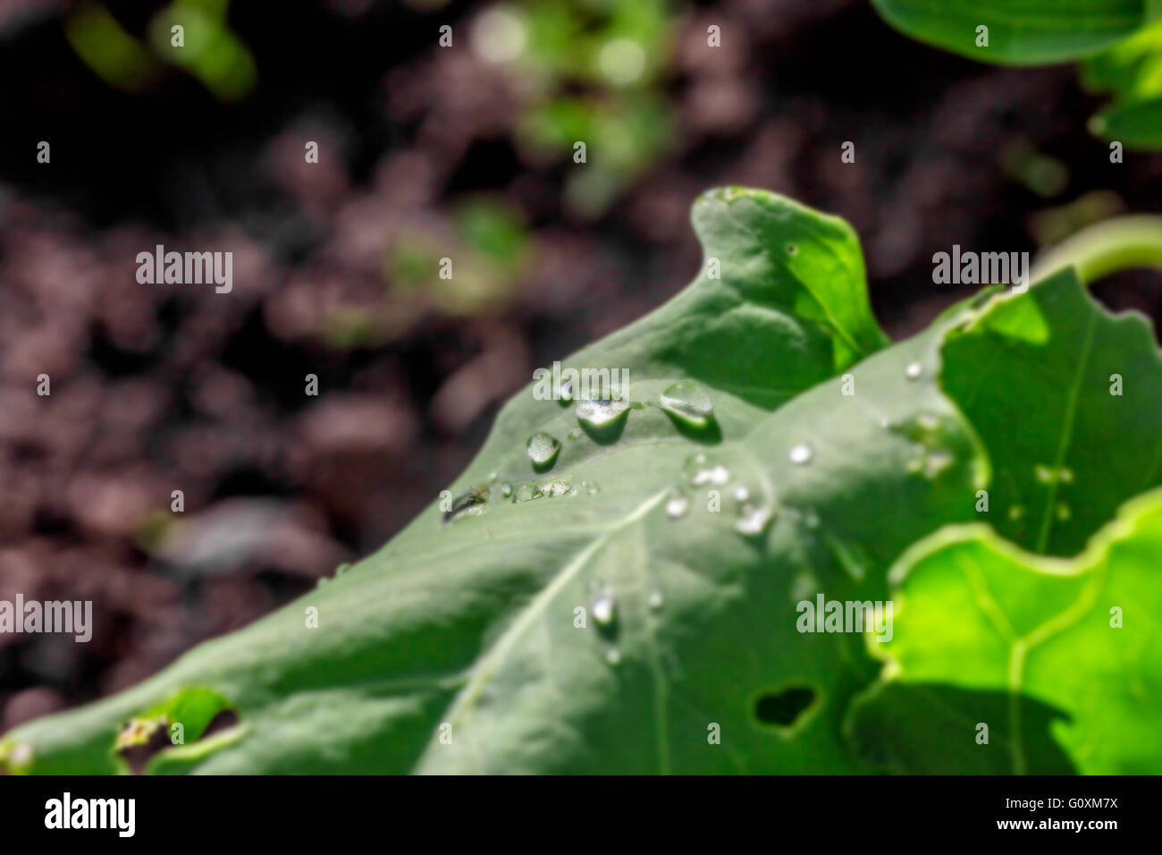 Wonder drop hi-res stock photography and images - Alamy