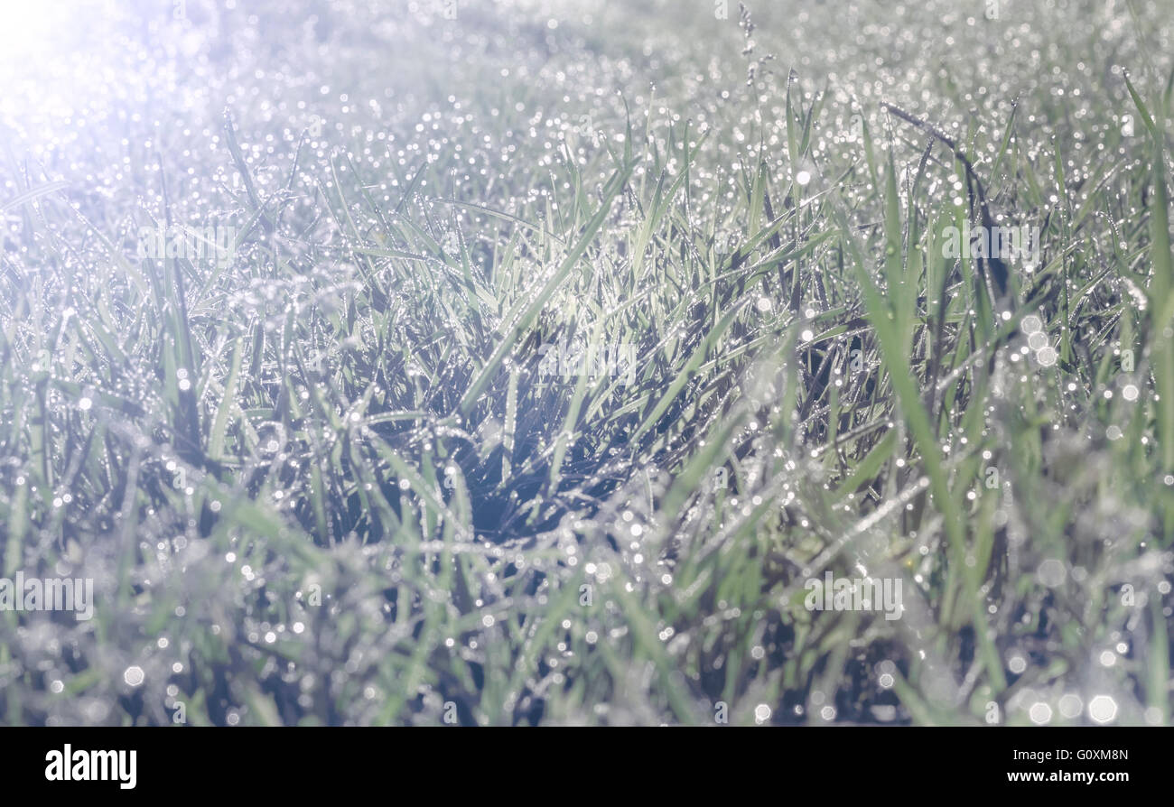 Young grass in drops of morning dew in sunlight Stock Photo - Alamy