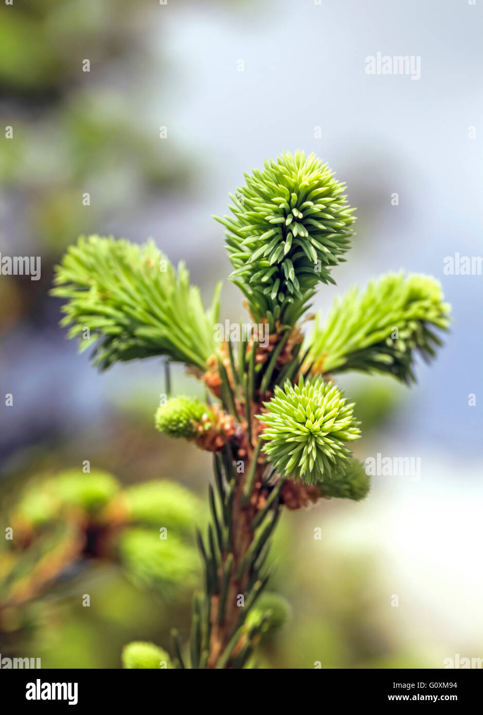 Young shoots on branches hi-res stock photography and images - Alamy