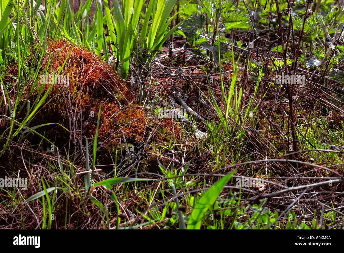 Green kingdom of plants in woods at spring Stock Photo - Alamy