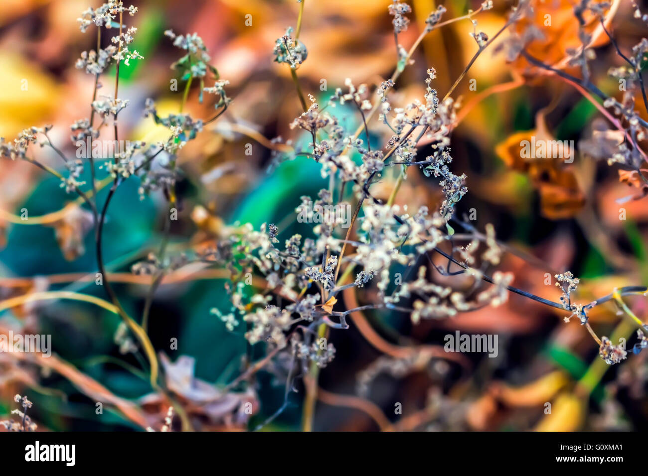 Beauty bright autumn colours in world of nature Stock Photo - Alamy