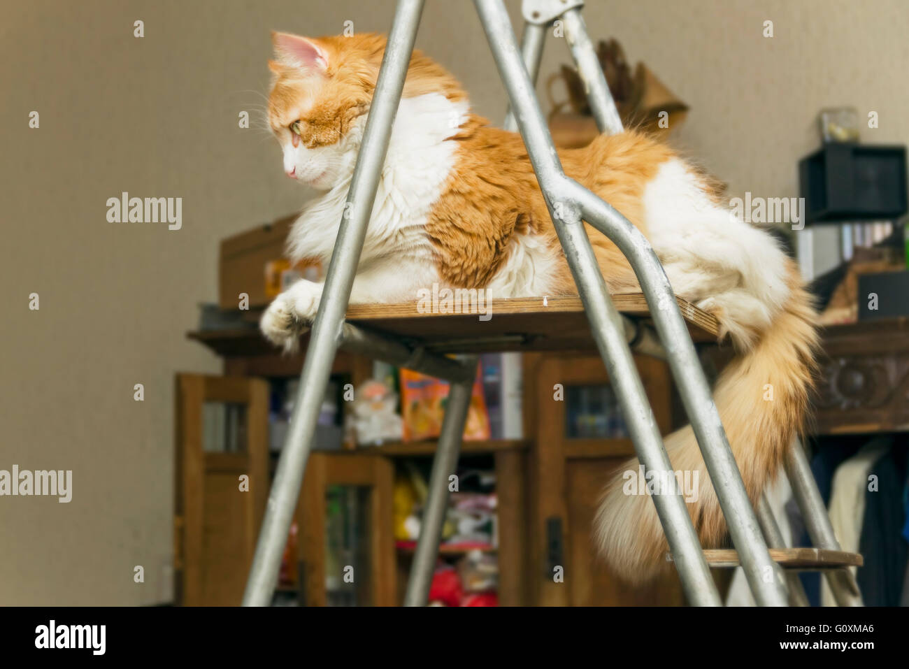 Cat on the ladder hi-res stock photography and images - Alamy