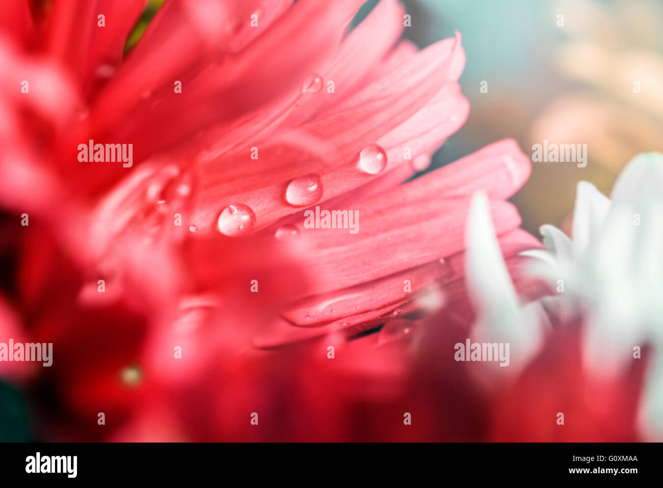 Big petal flowers hi-res stock photography and images - Alamy