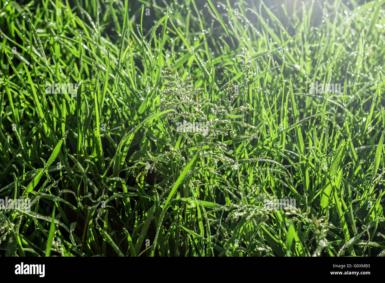 Beauty of grass hi-res stock photography and images - Alamy