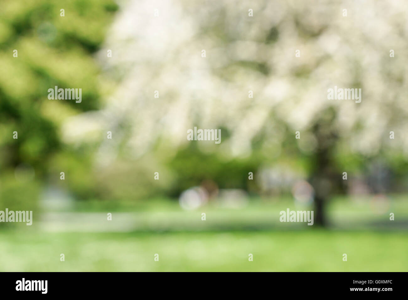 Trees blur background hi-res stock photography and images - Alamy