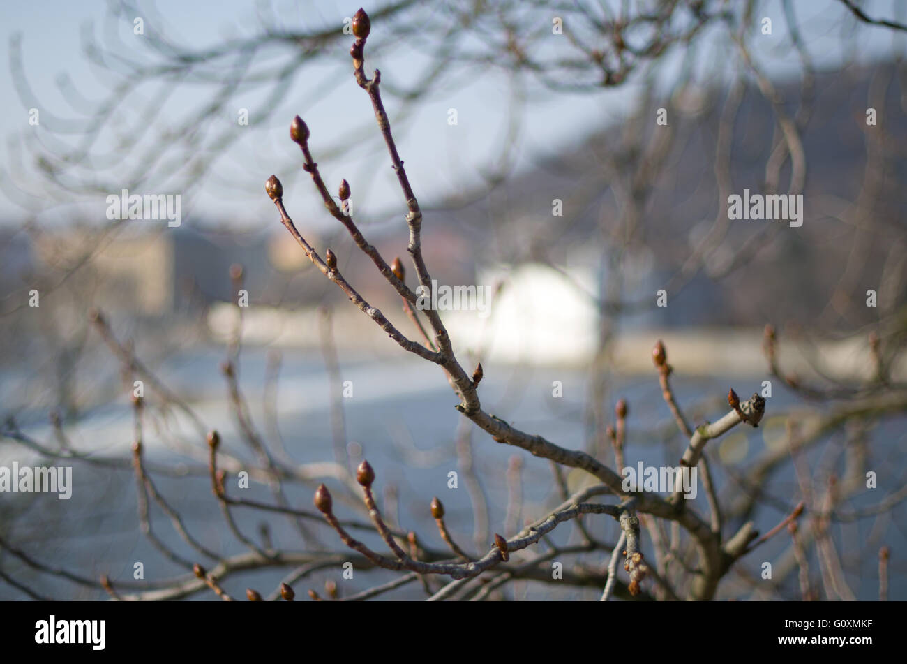 Prague spring hi-res stock photography and images - Alamy