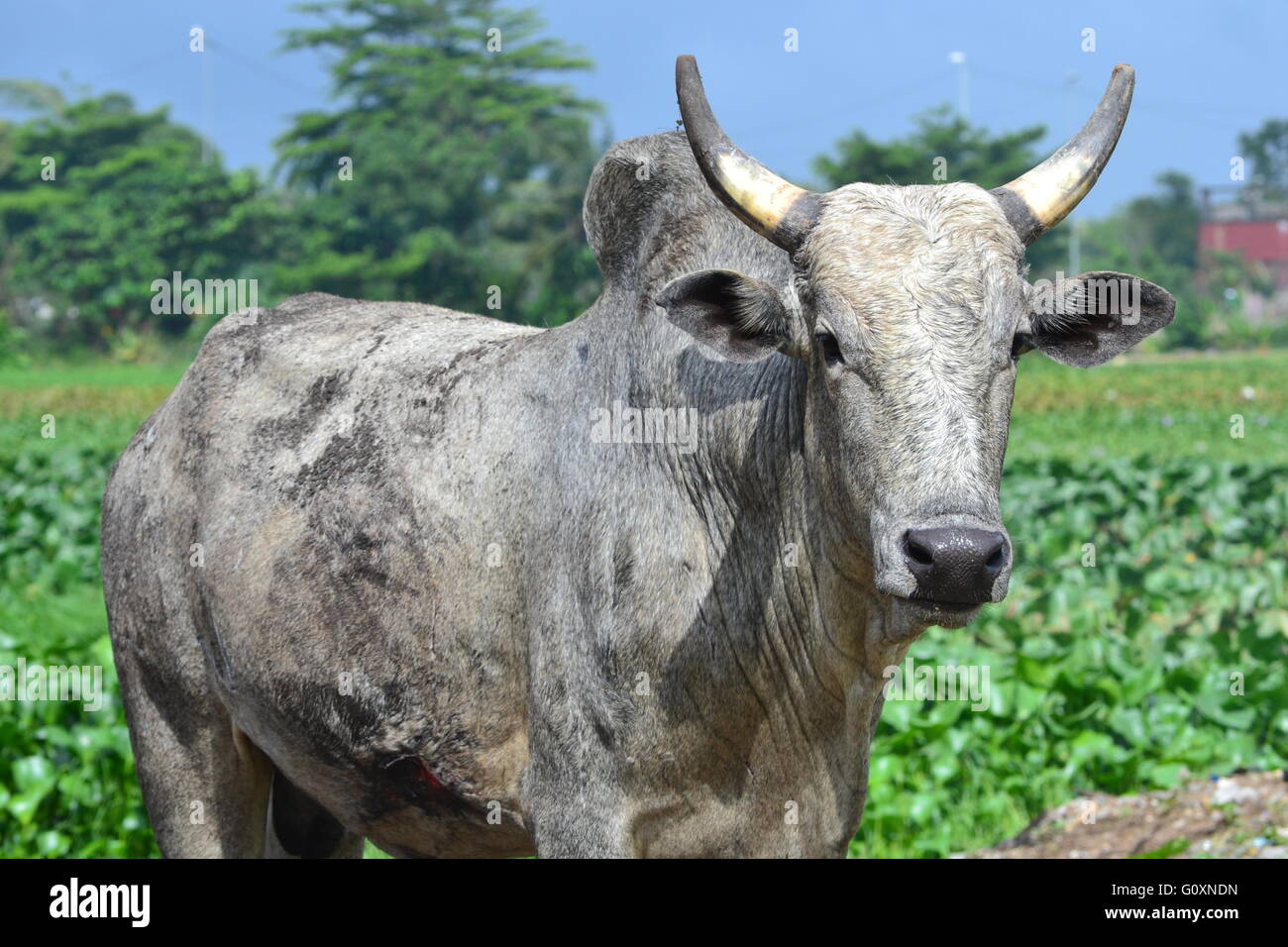 Portrait zebu hi-res stock photography and images - Alamy