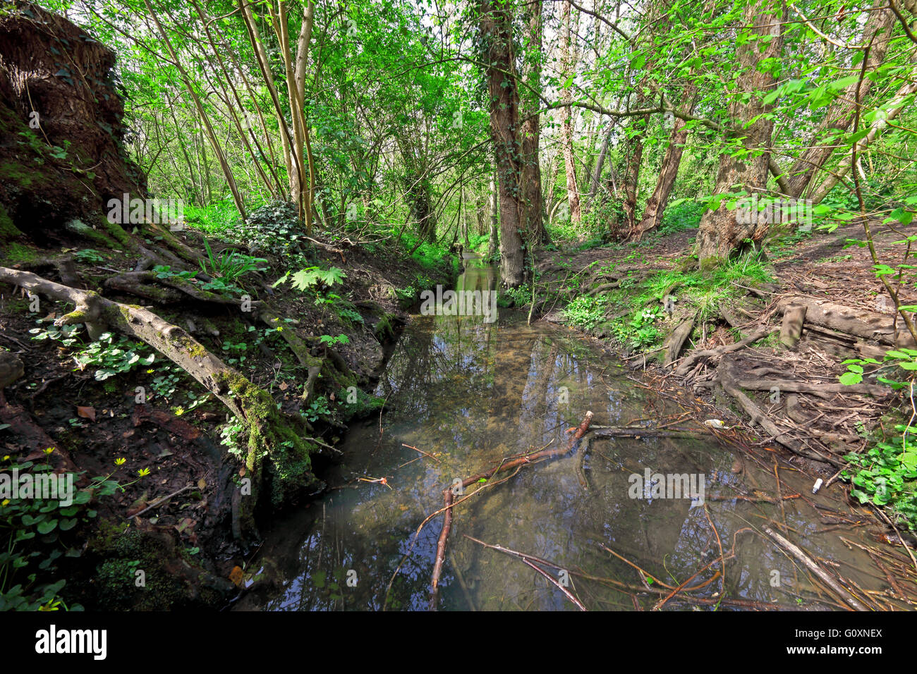 Local woodland flowing stream meandering through the woods with clear ...