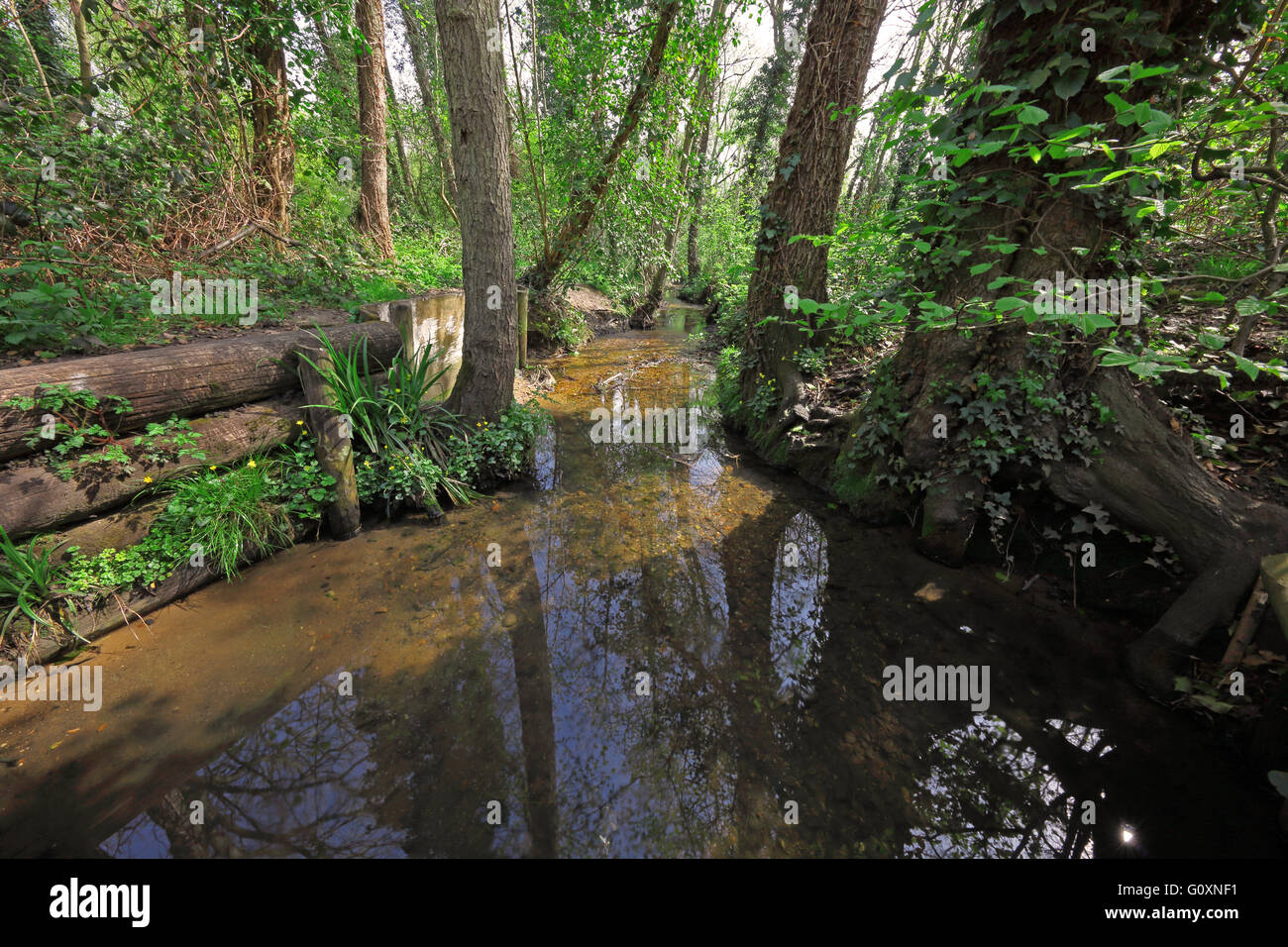 Woodland Stream High Resolution Stock Photography and Images - Alamy