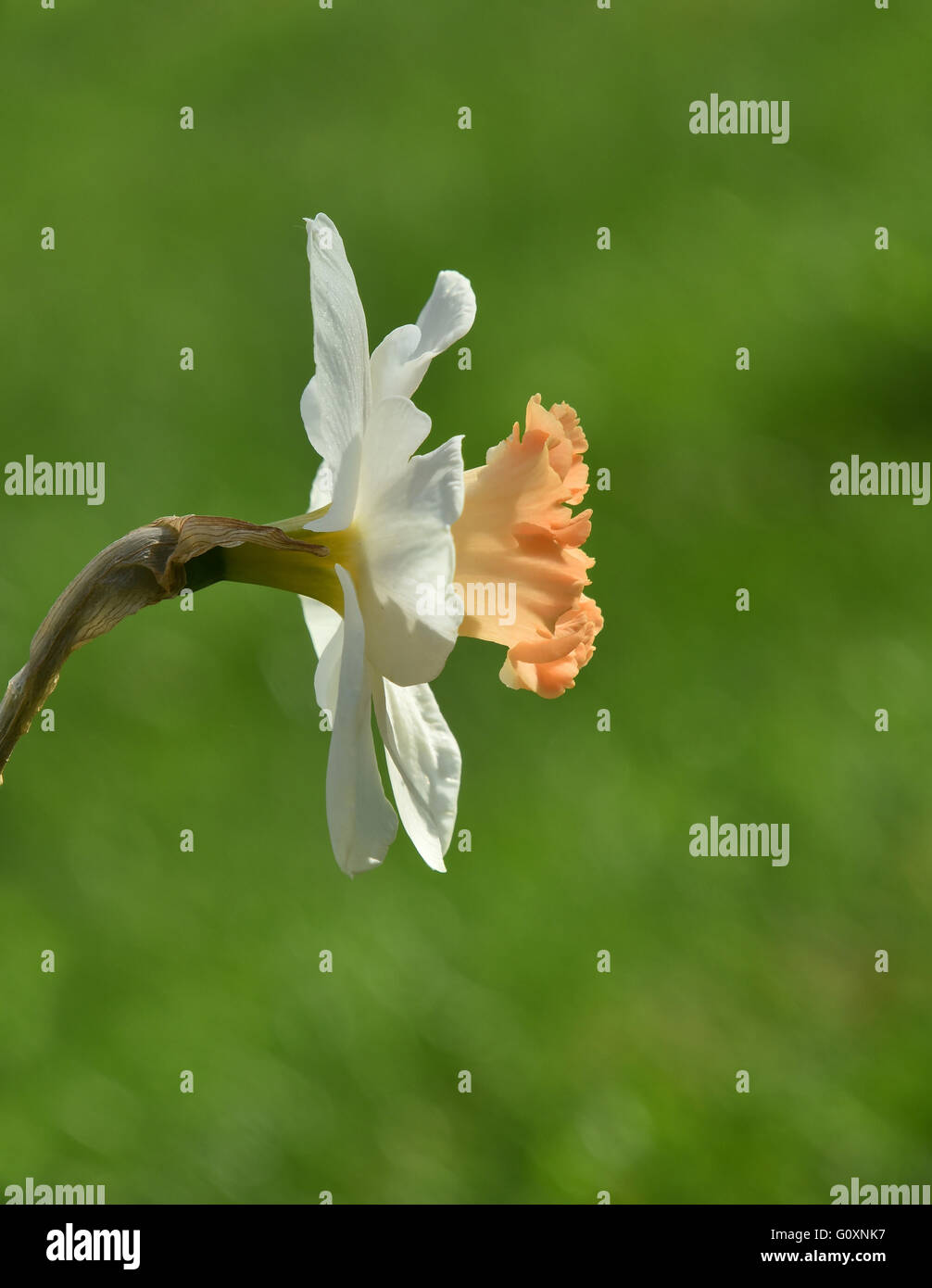 One white narcissus flower head over fresh green spring grass ...