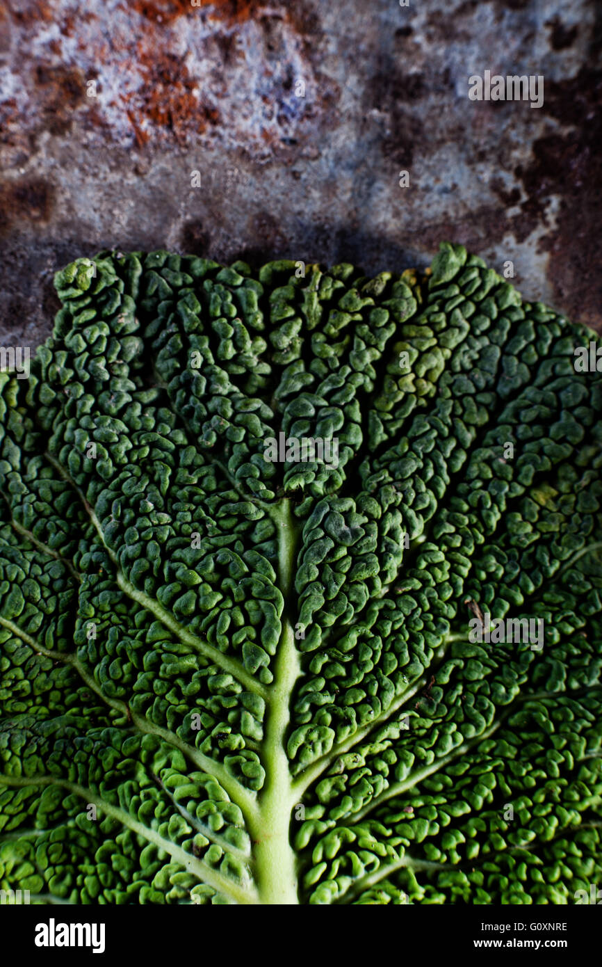 Cabbage leaf close up Stock Photo - Alamy