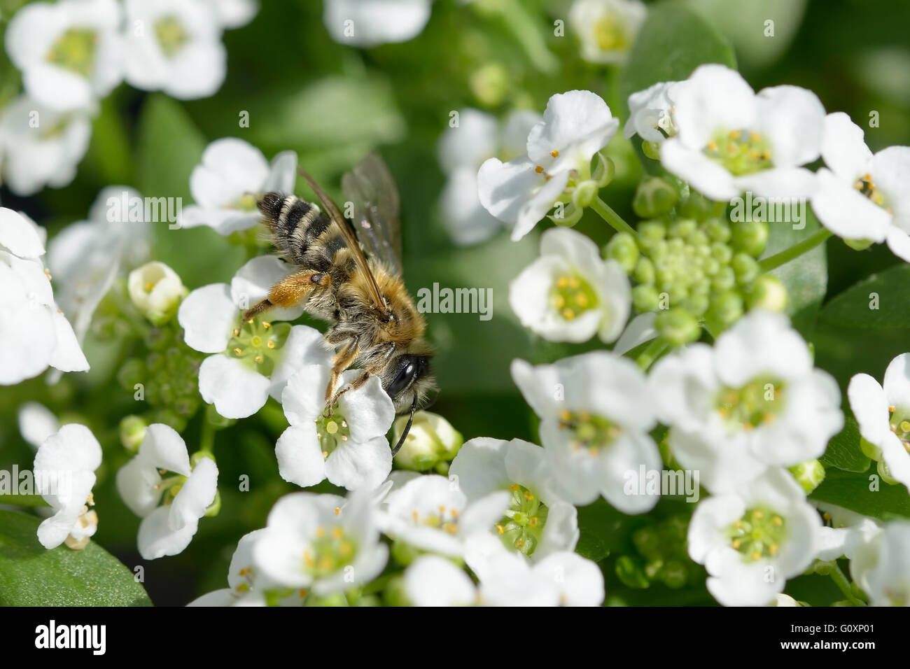 Bee on a little white flower Stock Photo - Alamy
