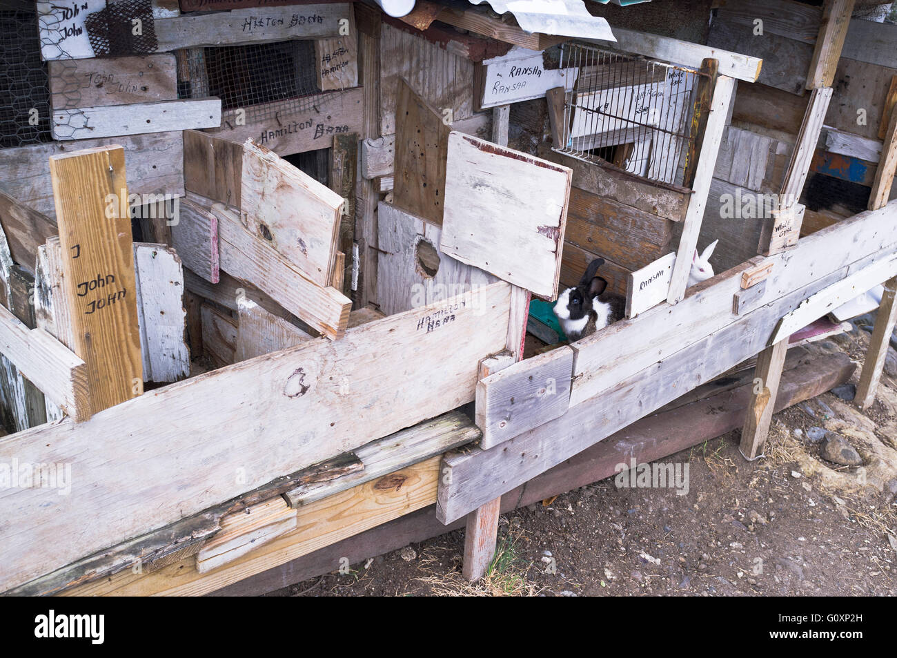 Rabbit hutch hi-res stock photography and images - Alamy