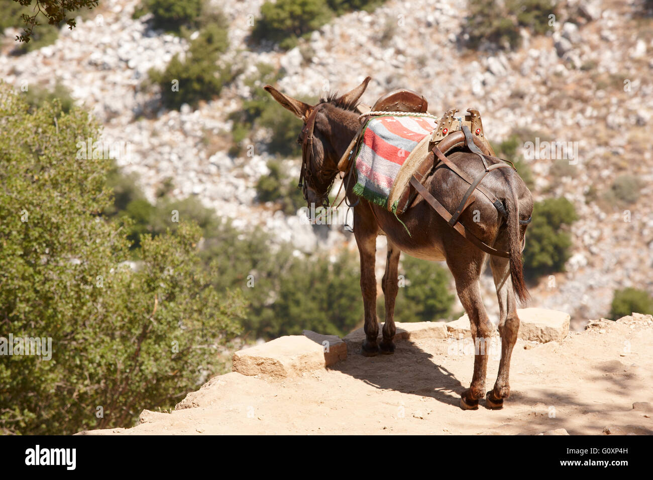 Traditional greek donkey. Rural mode of transportation. Crete. Greece ...