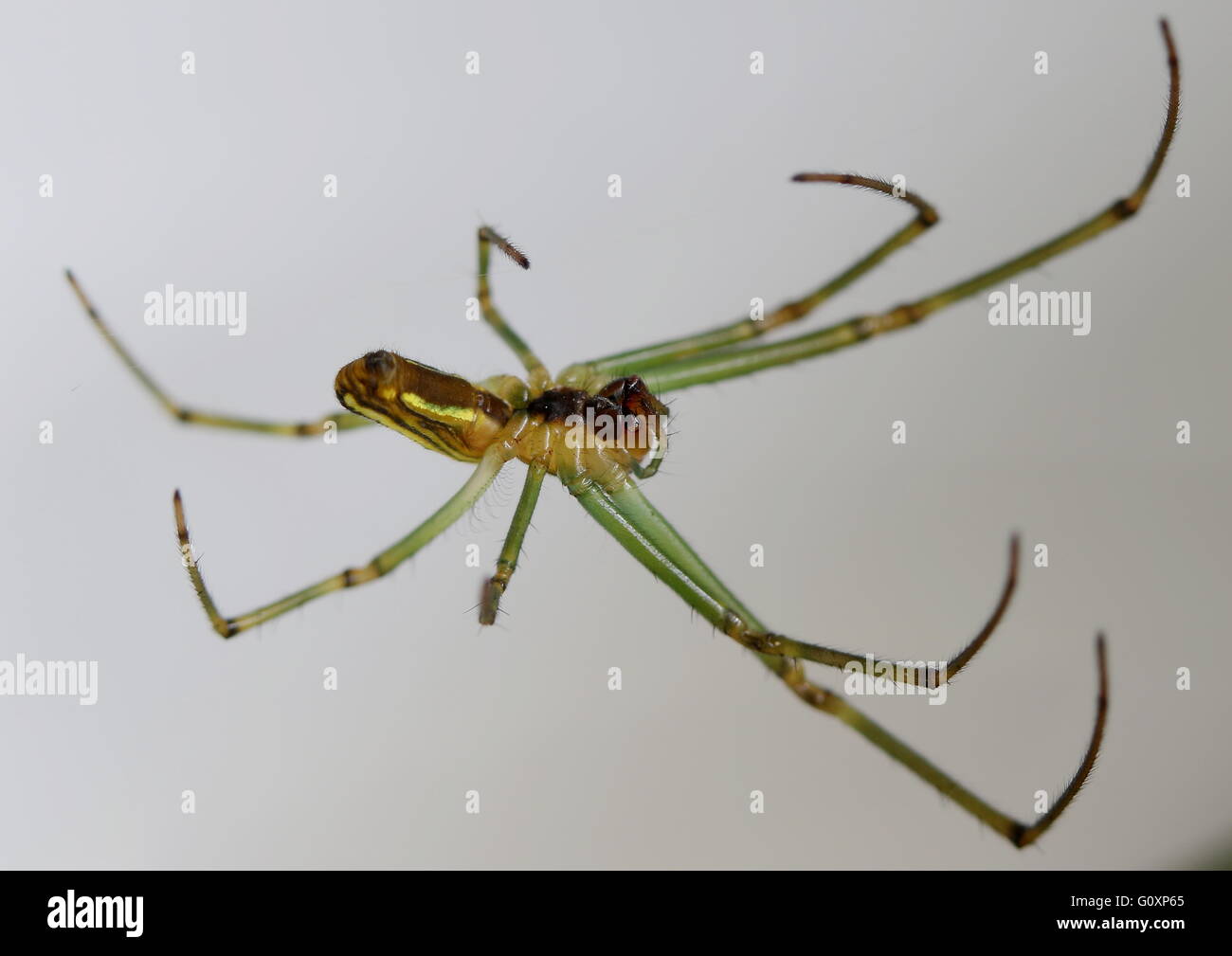 The underside of a long-legged spider hanging onto its web Stock Photo ...