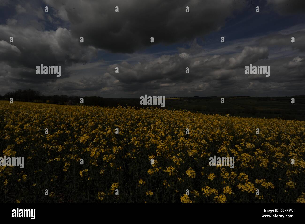 Rapeseed Oil field Stock Photo - Alamy