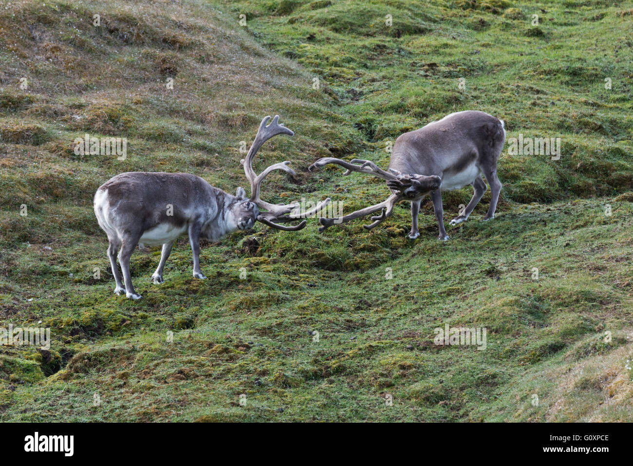 Two reindeer with enormous antlers on the hillside below the bird ...