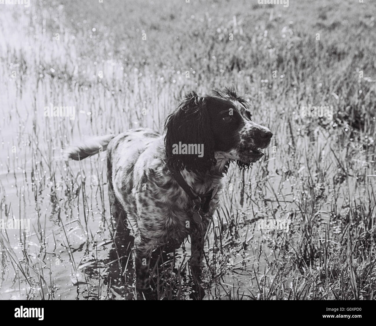 dog doggie, cute, cocker spaniel, springer spaniel Stock Photo - Alamy
