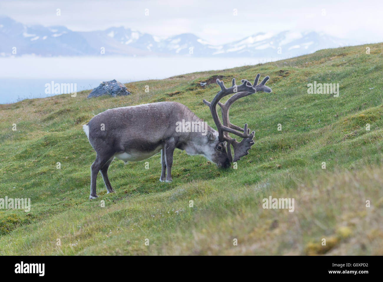 One reindeer with enormous antlers grazing on the hillside below the ...