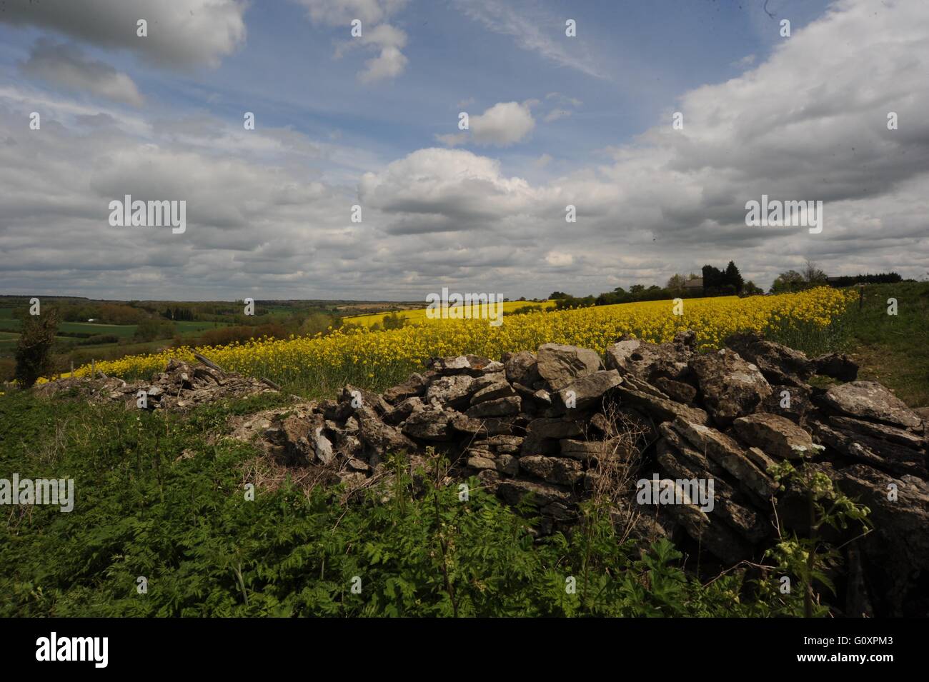 Rapeseed Oil field Stock Photo - Alamy