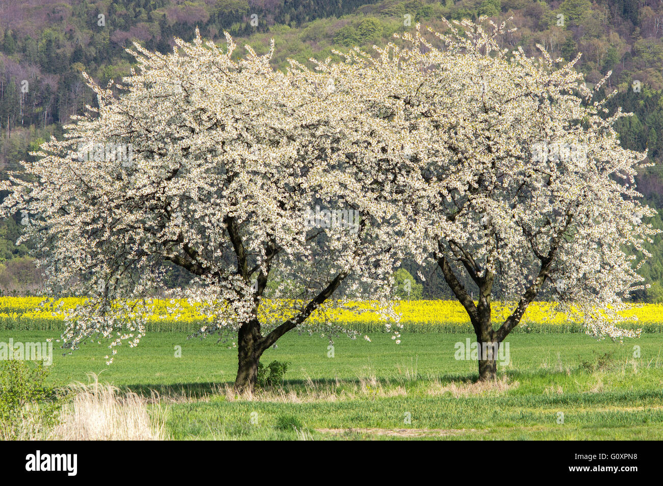 Blooming two cherry trees in the spring Stock Photo - Alamy