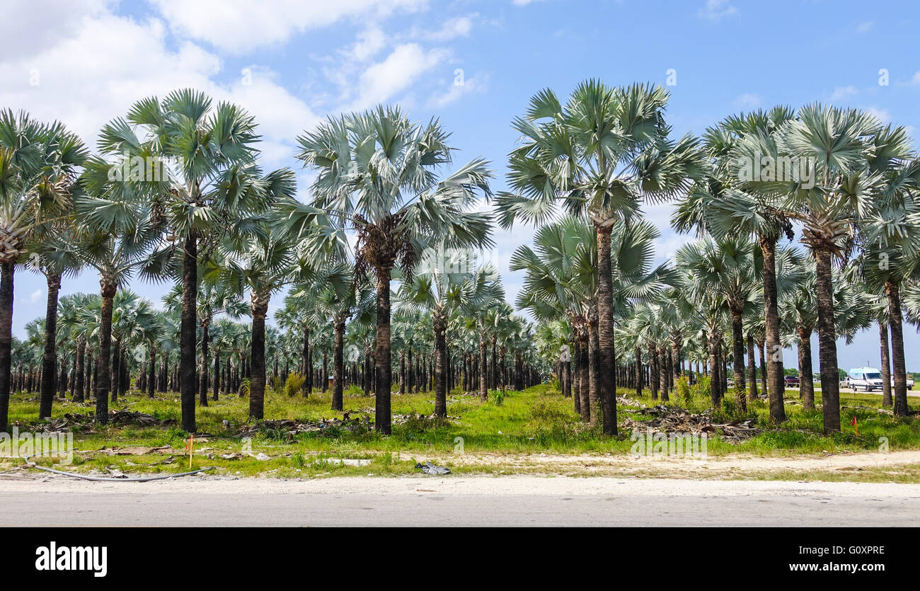 Growing Palm trees in Florida Stock Photo - Alamy