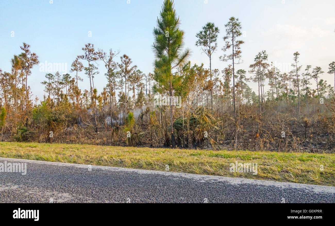 Fire in the Everglades National Park - burning trees Stock Photo - Alamy