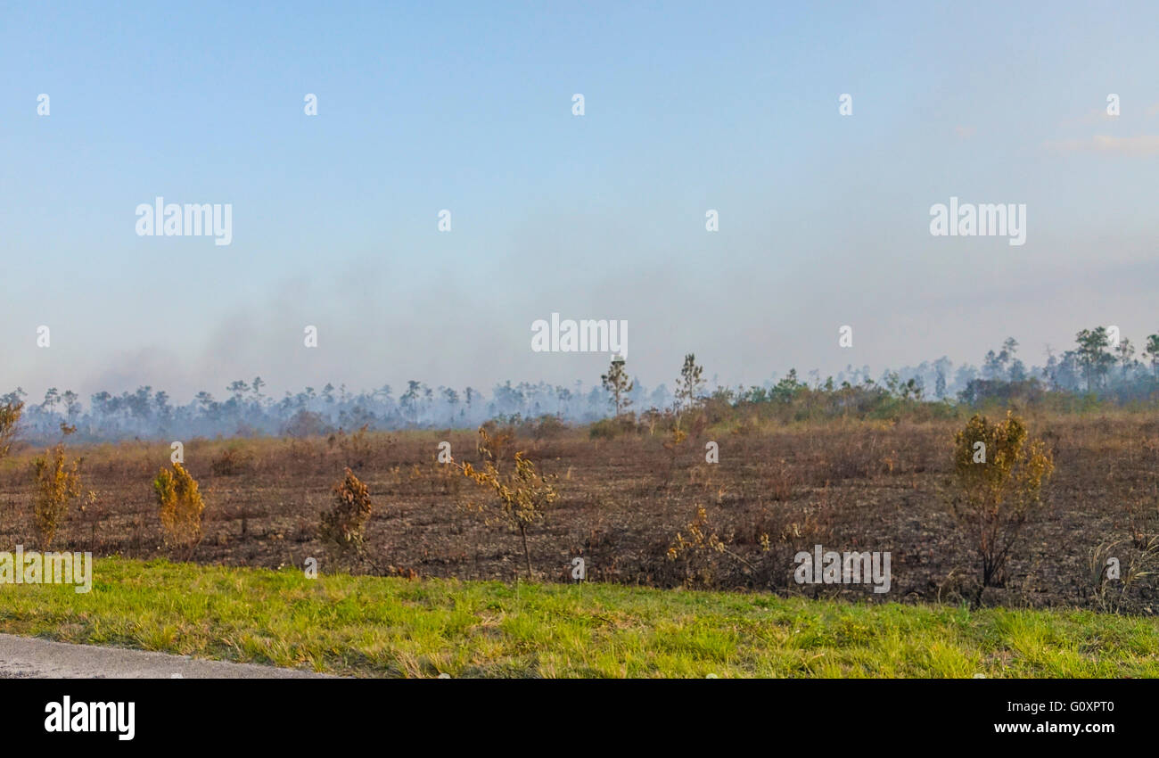 Fire in the Everglades National Park - burning trees Stock Photo - Alamy