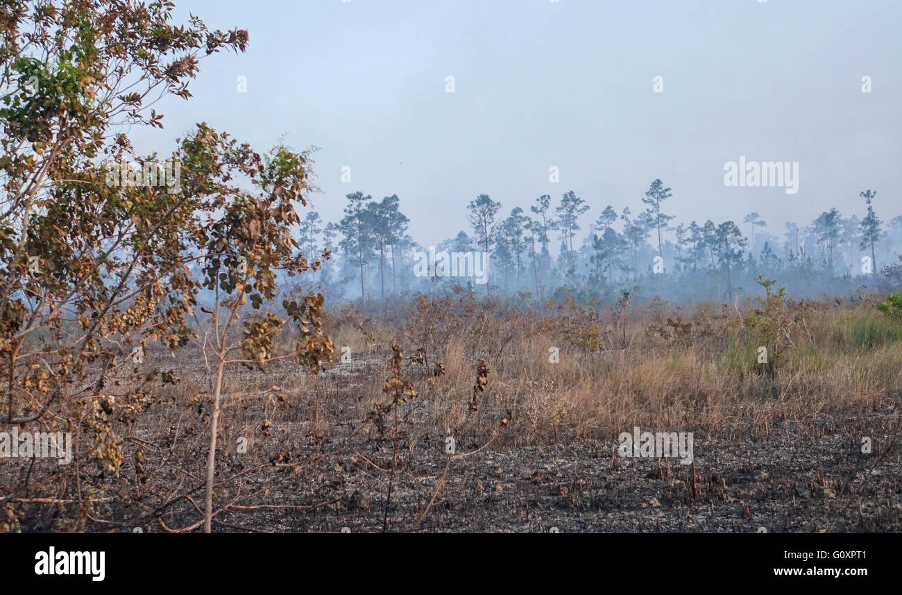 Fire in the Everglades National Park - burning trees Stock Photo - Alamy