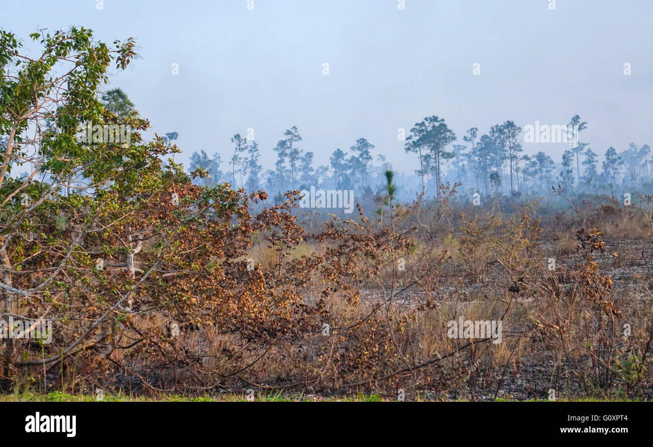 Fire in the Everglades National Park - burning trees Stock Photo - Alamy