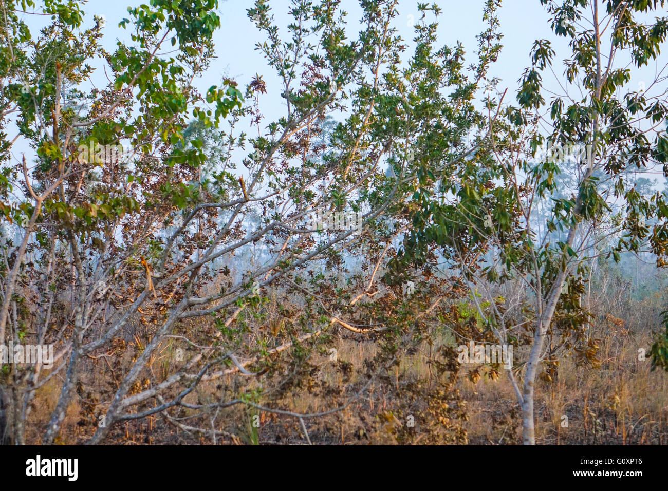 Fire in everglades national park hi-res stock photography and images ...