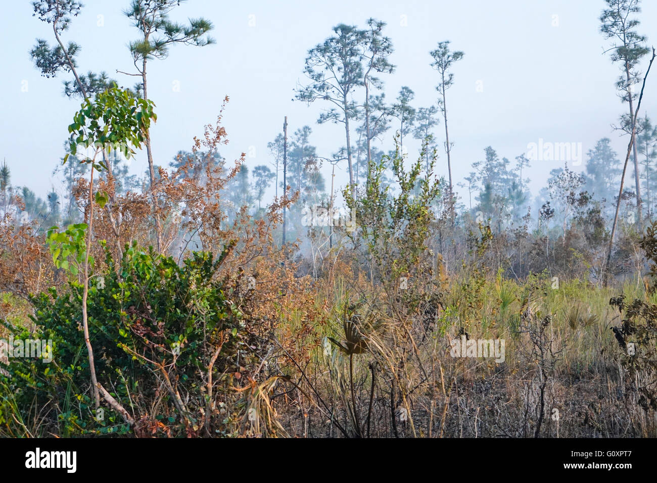 Fire in the Everglades National Park - burning trees Stock Photo - Alamy