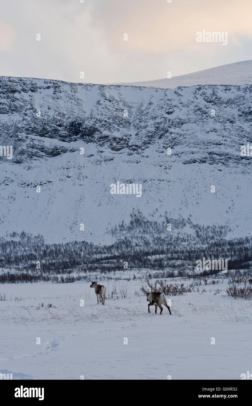 Landscape Sweden snow mountains Stock Photo - Alamy