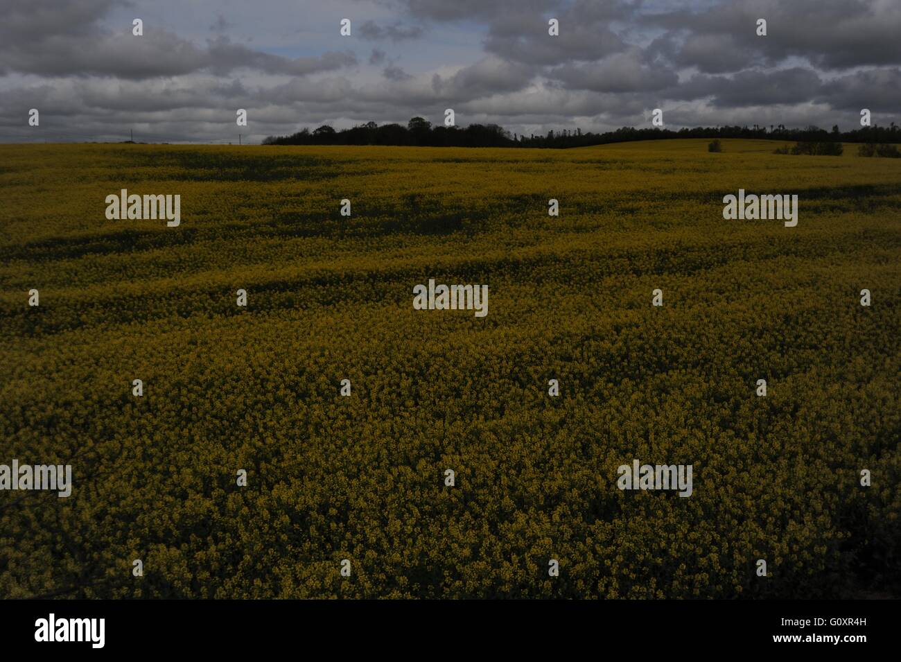 Rapeseed Oil field Stock Photo - Alamy
