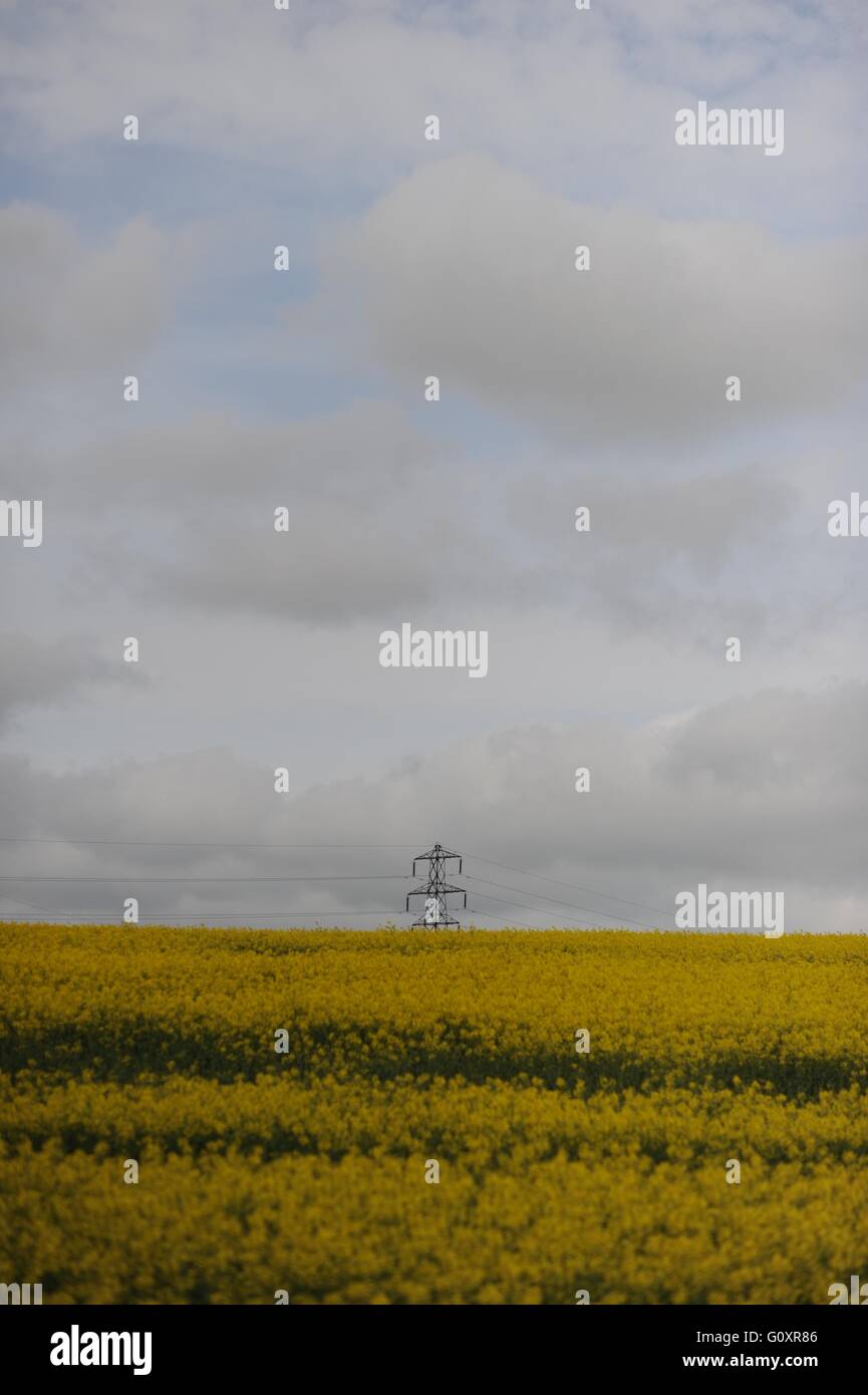 Cold pressed rapeseed oil hi-res stock photography and images - Alamy