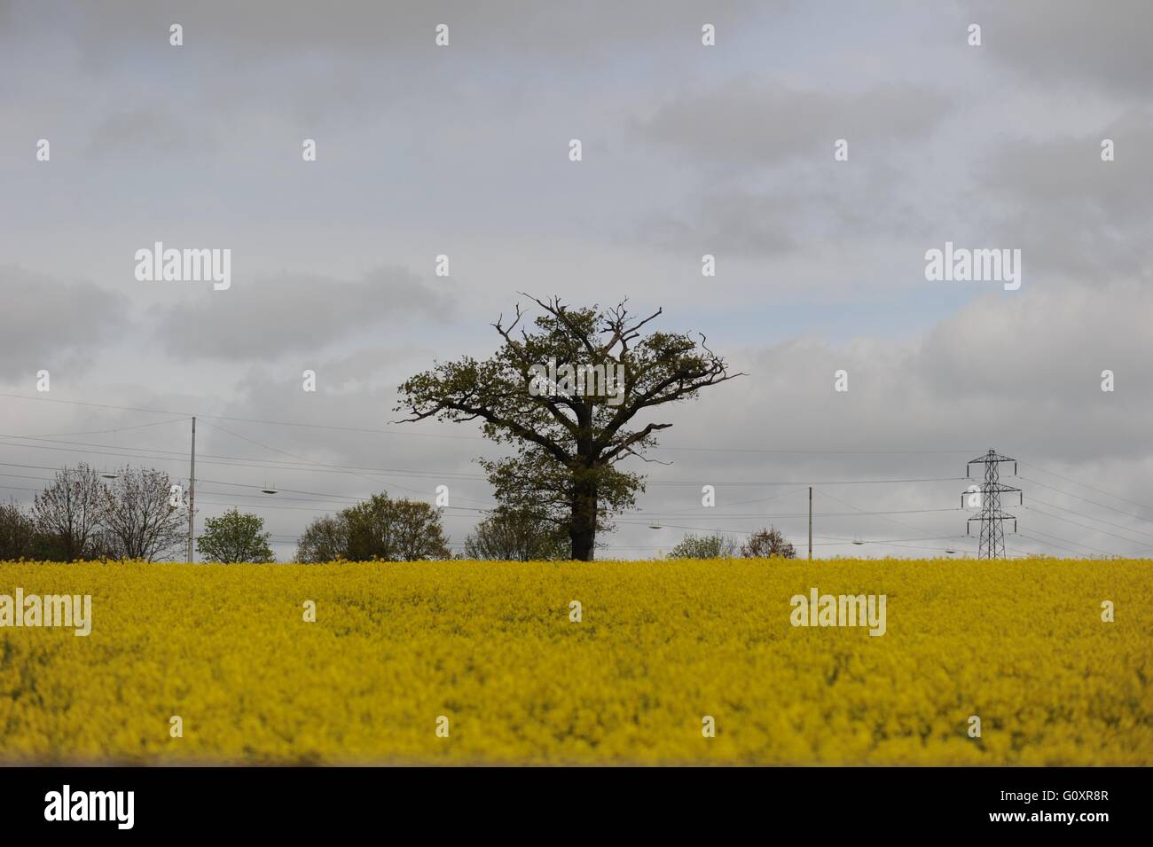Rapeseed Oil field Stock Photo - Alamy