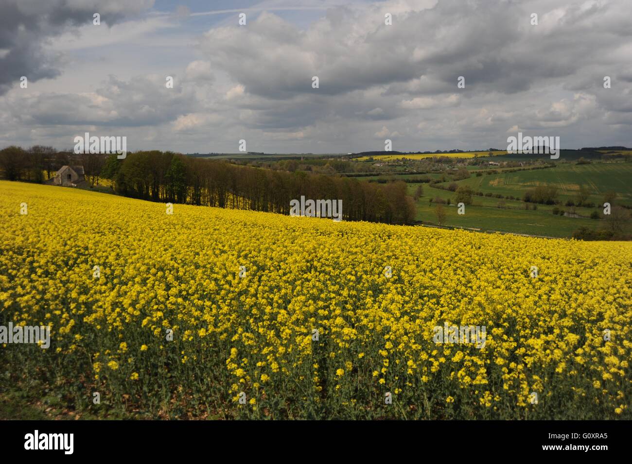 Rapeseed Oil field Stock Photo - Alamy