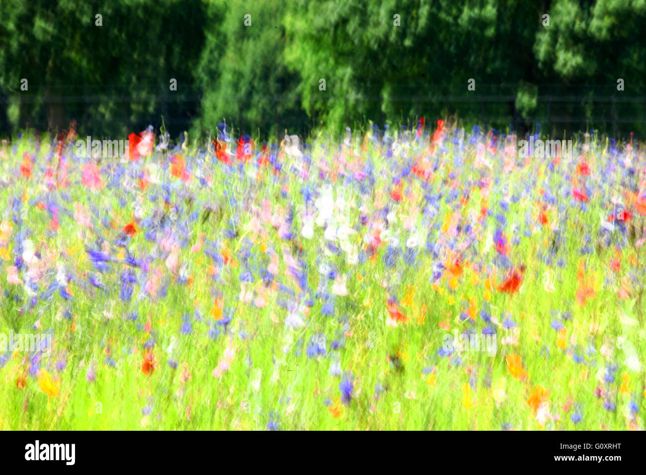 Blowing flowers hi-res stock photography and images - Alamy