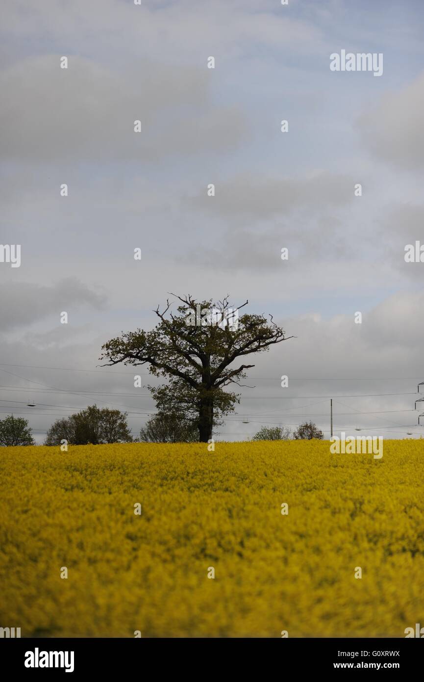 Rapeseed Oil field Stock Photo - Alamy