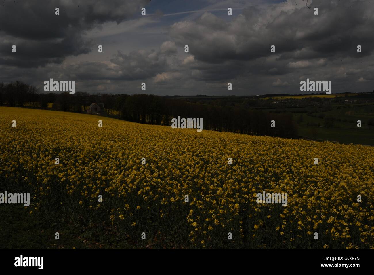 Rapeseed Oil field Stock Photo - Alamy