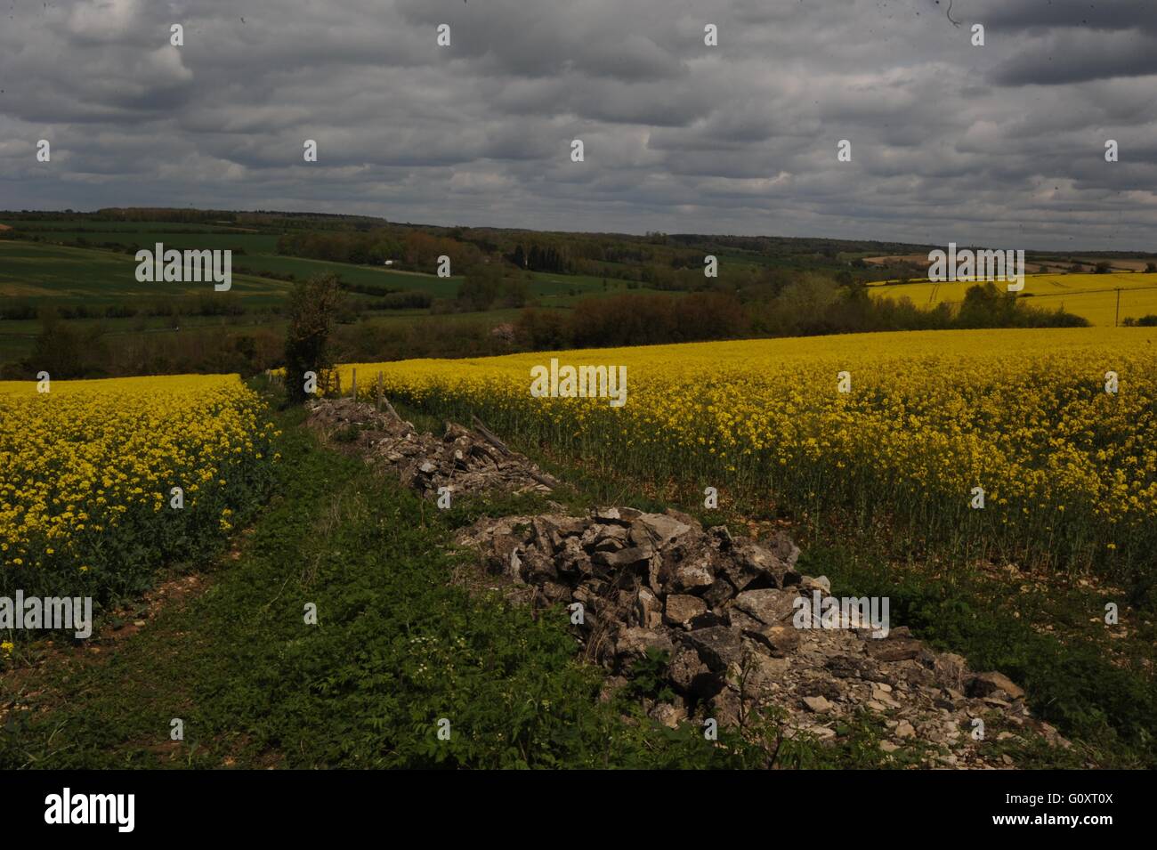 Rapeseed Oil field Stock Photo - Alamy