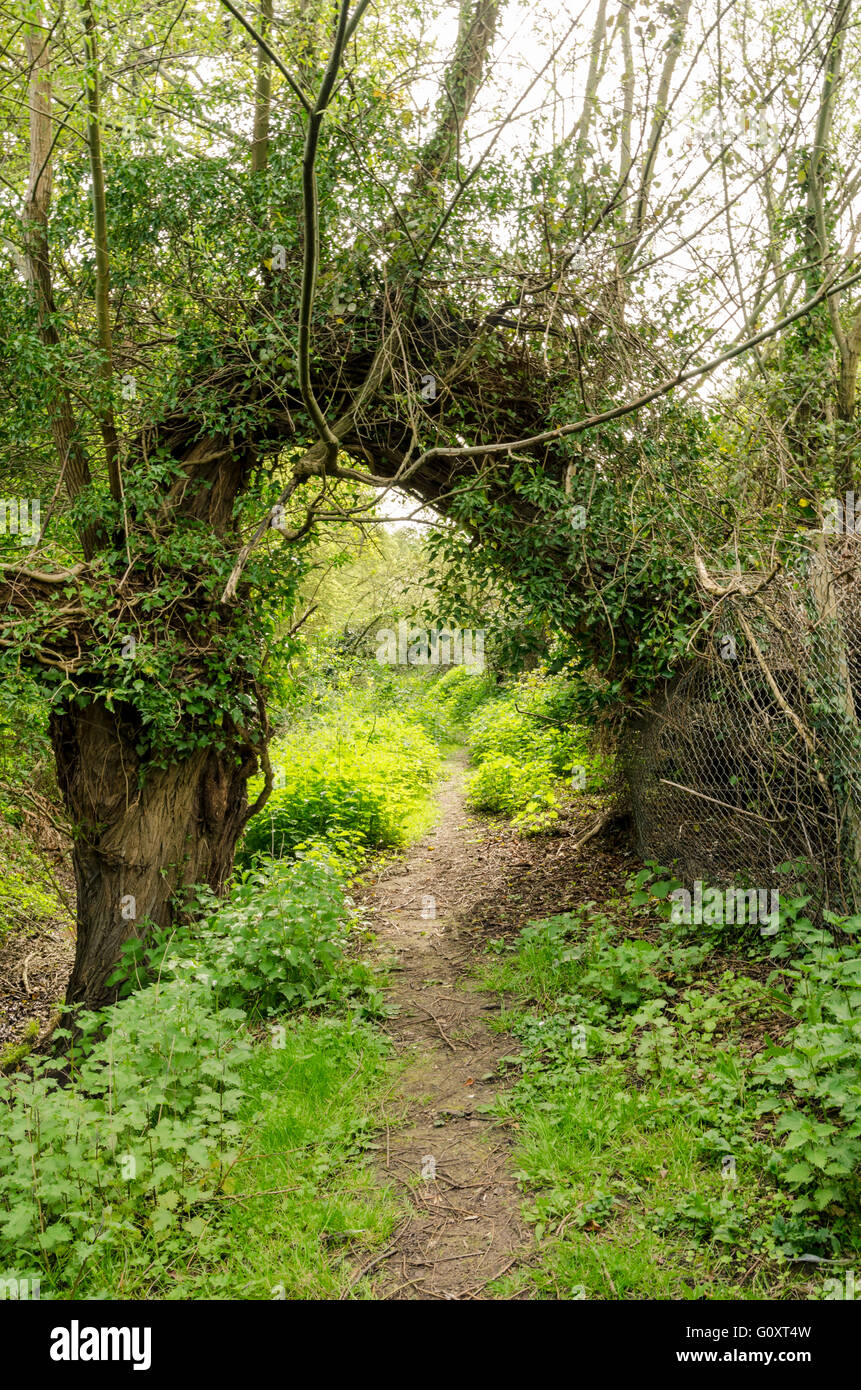 An old tree has snapped and fallen across a footpath forming an archway ...