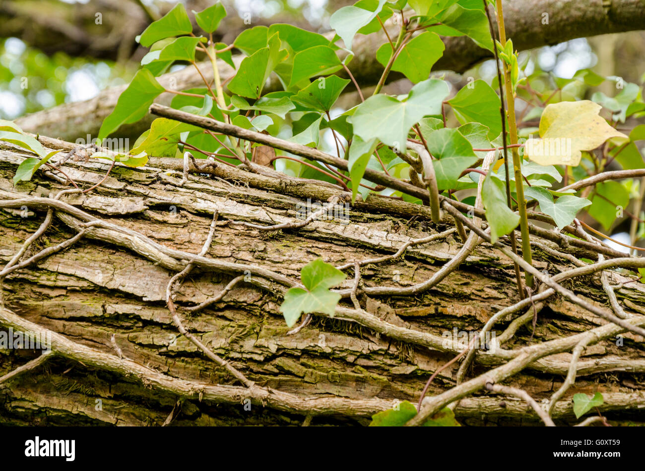 The trunk of an old, fallen tree is wrapped in vines and creepers Stock ...