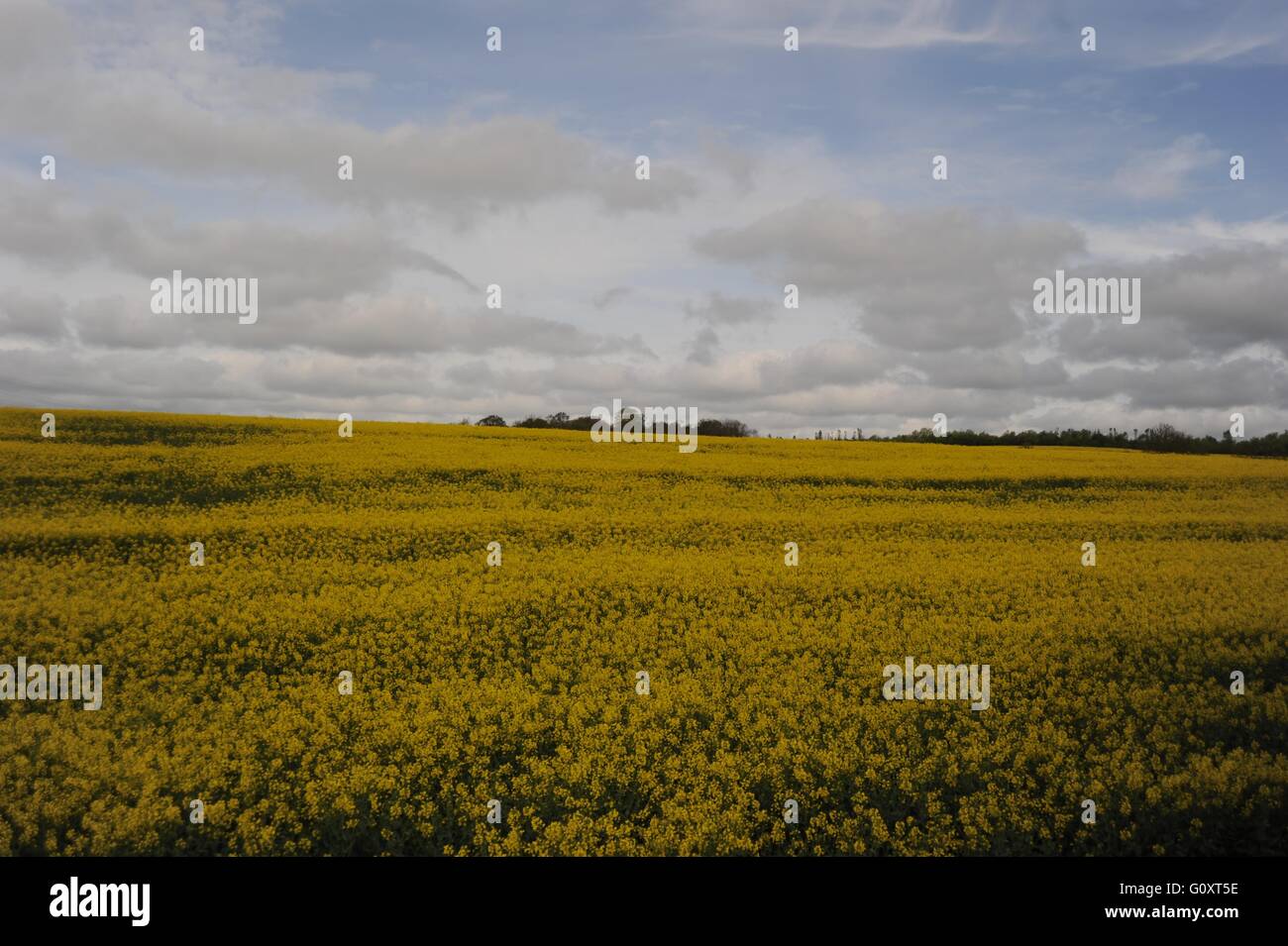 Rapeseed Oil field Stock Photo - Alamy